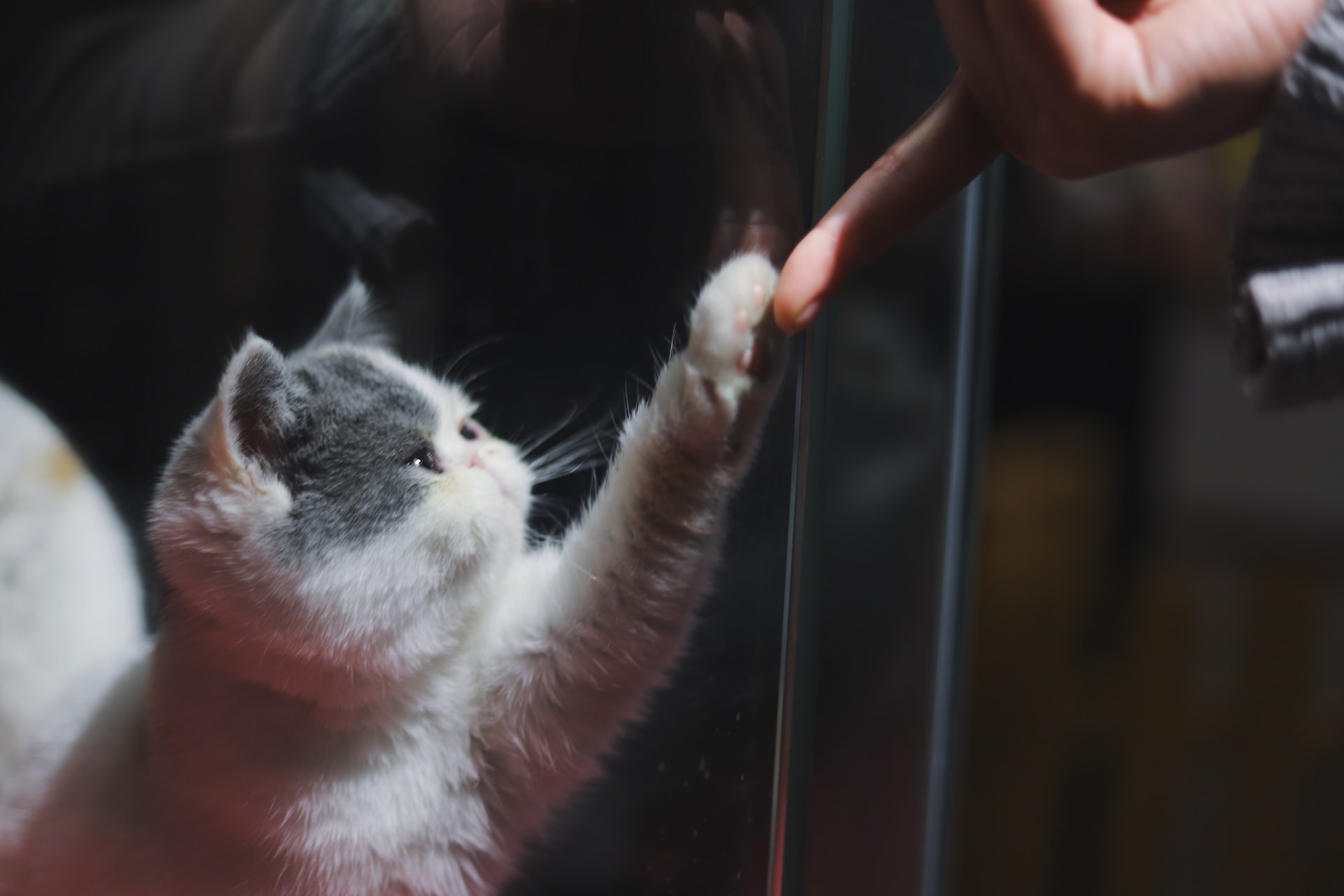 How Long until My Cats is Fully Grown? - The Pet Shop